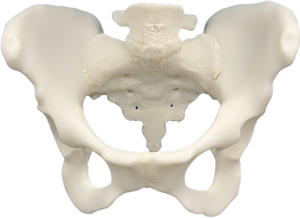 SI Joint Normal Anatomy – SurgiSTUD