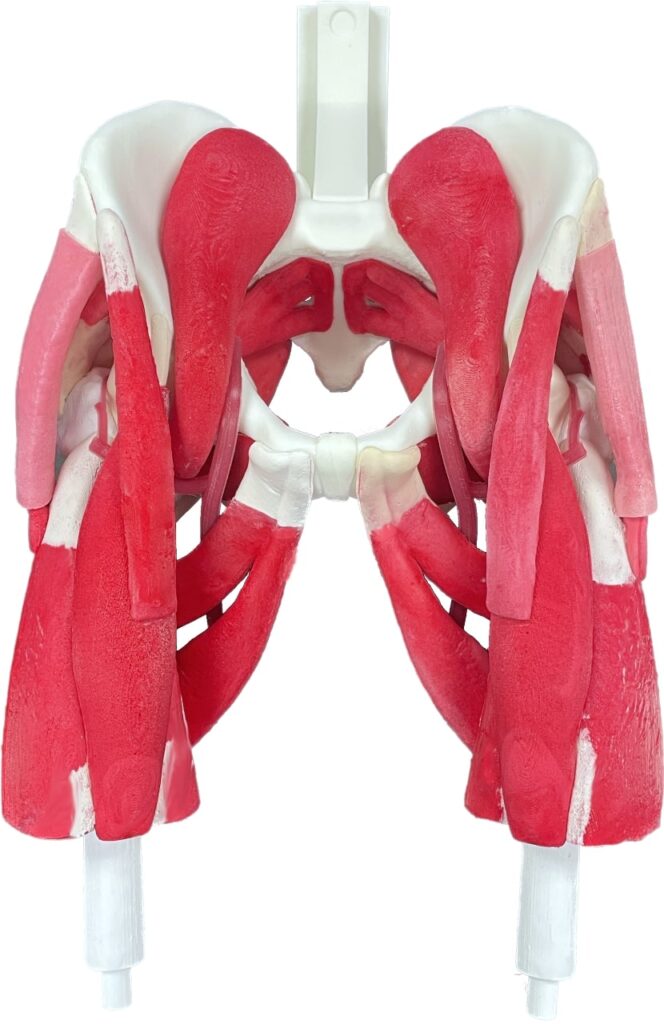 Comprehensive Bilateral Hip – Casted – SurgiSTUD
