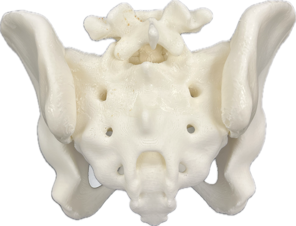 SI Joint Popular Scaled Anatomy – SurgiSTUD