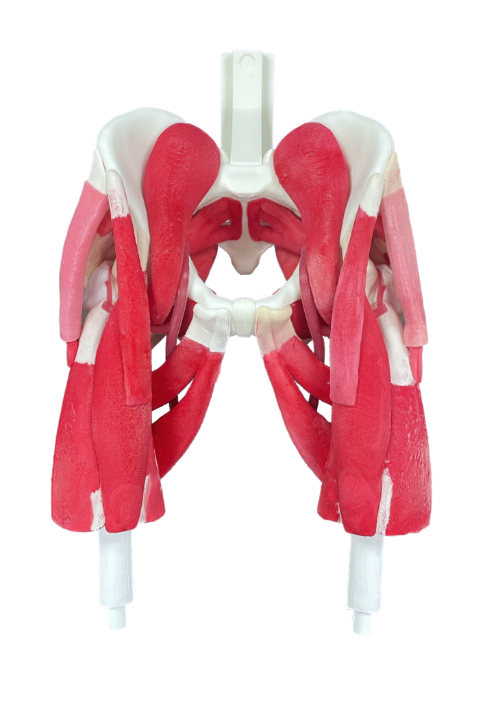 Comprehensive Bilateral Hip – Uncasted – SurgiSTUD
